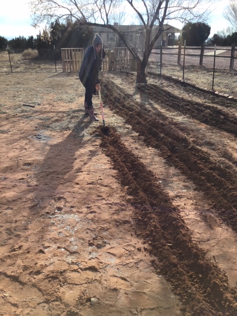 Trench Planting; Easy Gardening Anywhere – Farmgirl School