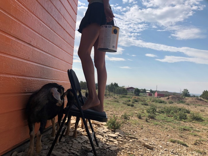Painting with Goats – Farmgirl School