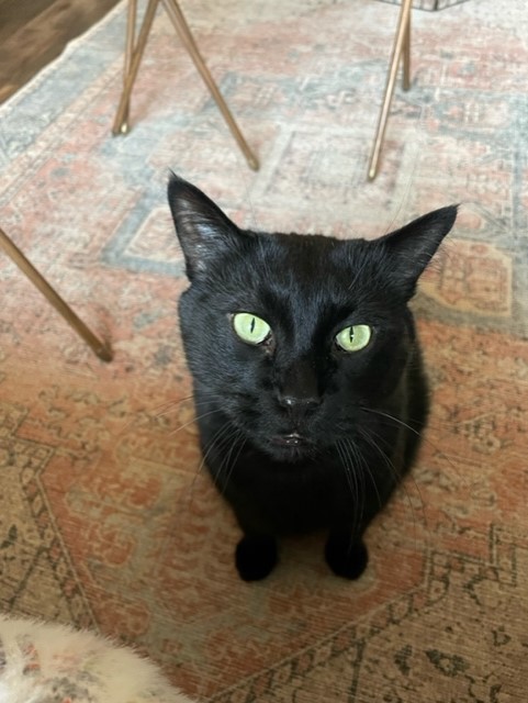 Cat Pheromones (do they work?) – Farmgirl School